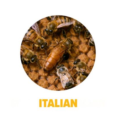 Live Bees at Tractor Supply Co.