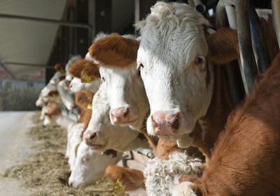 Trace Mineral Livestock Block, 50 lb. at Tractor Supply Co.