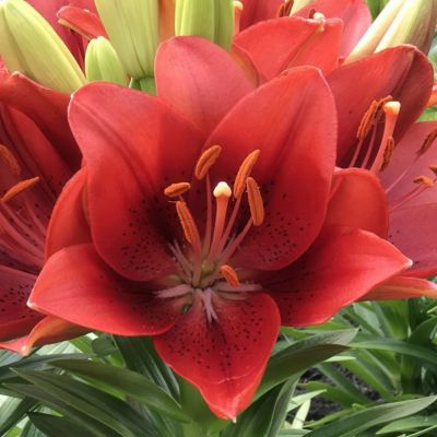 National Plant Network Red Lily Summer Scarlet LA Hybrid Bulb Plants, 4 pc.