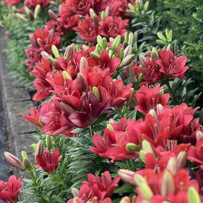 National Plant Network Red Lily Summer Scarlet LA Hybrid Bulb Plants, 4 pc.