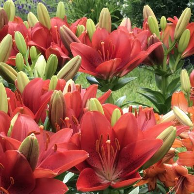 National Plant Network Red Lily Summer Scarlet LA Hybrid Bulb Plants, 4 pc.