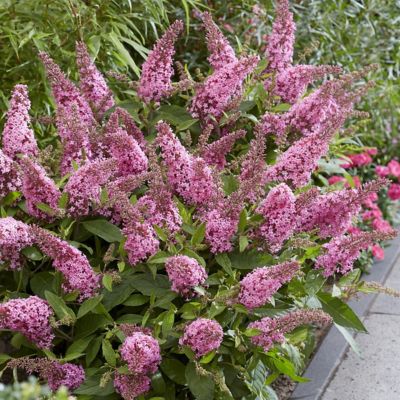 National Plant Network 3.25 in. Potted Pink Buddleia Butterfly Candy ...