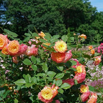 National Plant Network Bareroot Rainbow MiniFlora Patio Tree Rose