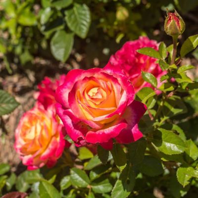 National Plant Network Bareroot Rainbow MiniFlora Patio Tree Rose