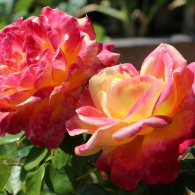 National Plant Network Bareroot Rainbow MiniFlora Patio Tree Rose