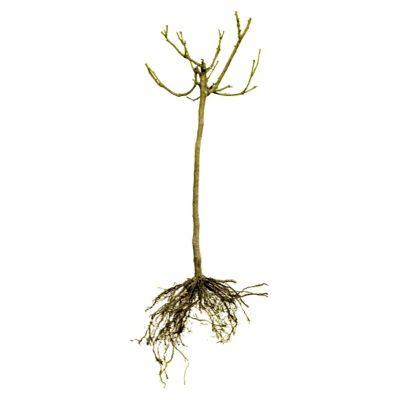 National Plant Network Bareroot Rainbow MiniFlora Patio Tree Rose