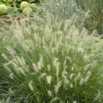 National Plant Network 4 in. Dwarf Fountain Grass Hamelin, 3-Pack at ...