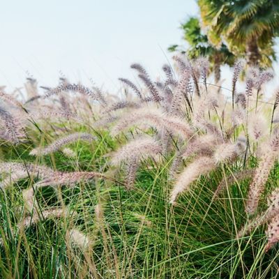 National Plant Network 4 in. Dwarf Fountain Grass Hamelin, 3-Pack at ...