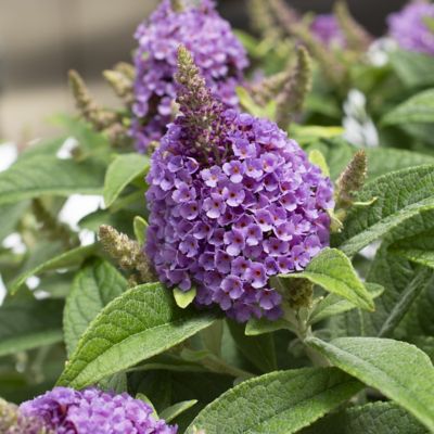National Plant Network 4 in. Buddleia RoyalRazz, 3-Pack at Tractor ...