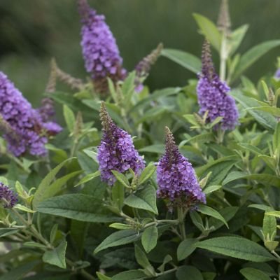 National Plant Network 4 in. Buddleia Dapper Lavender, 3-Pack at ...