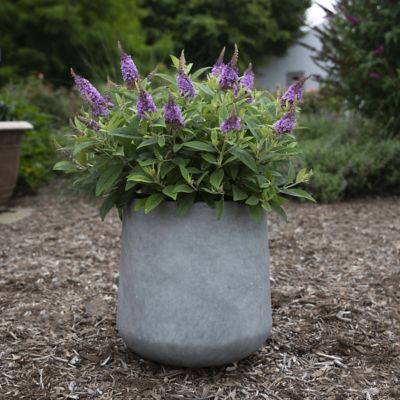 National Plant Network 4 in. Buddleia Dapper Lavender, 3-Pack at ...