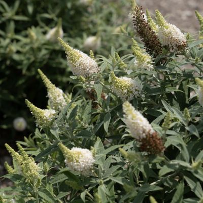 National Plant Network 4 in. Buddleia Dapper White, 3-Pack at Tractor ...