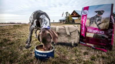 Eukanuba Large Breed Puppy Chicken Recipe Dry Dog Food
