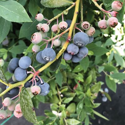 Proven Winners 2 gal. Blueberry Splendid Blue Shrub at Tractor Supply Co
