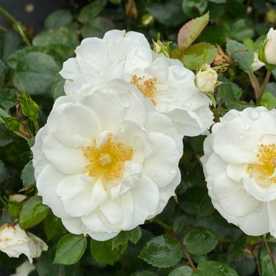 Proven Winners 2 gal. Rose Oso Easy Ice Bay Shrub at Tractor Supply Co
