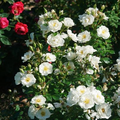 Proven Winners 2 gal. Rose Oso Easy Ice Bay Shrub at Tractor Supply Co