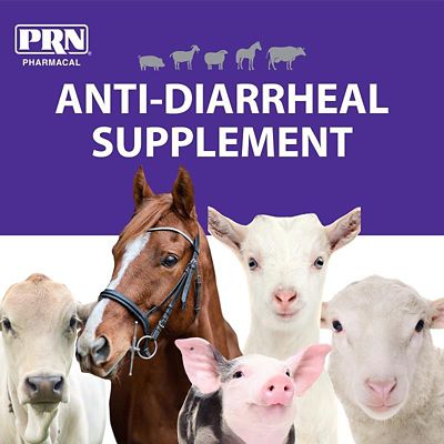 Endosorb Anti-Diarrheal Tablets for Dogs and Cats, 500 ct. at Tractor ...