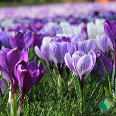 DeGroot Crocus Blue Moon Mix Flower Bulb at Tractor Supply Co