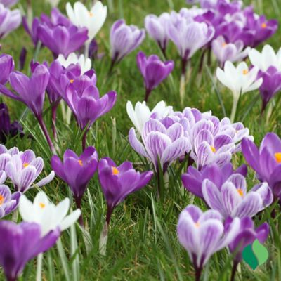 DeGroot Crocus Blue Moon Mix Flower Bulb at Tractor Supply Co