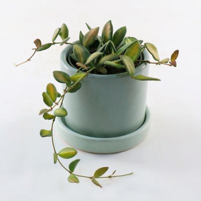 National Plant Network 4 in. Hoya DS-70 Variegated (3-Pack) at Tractor ...