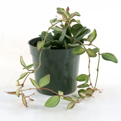 National Plant Network 4 in. Hoya DS-70 Variegated (3-Pack) at Tractor ...