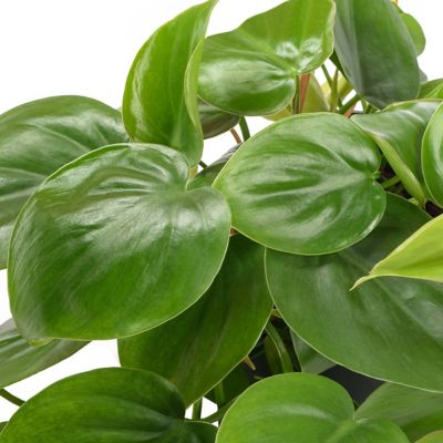National Plant Network 4 in. Philodendron Cordatum (3-Pack)