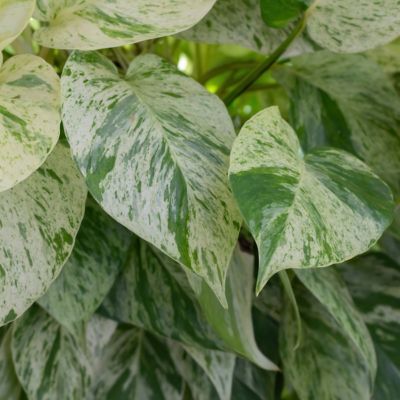 National Plant Network 4 in. Pothos Marble Queen (3-Pack) at Tractor ...