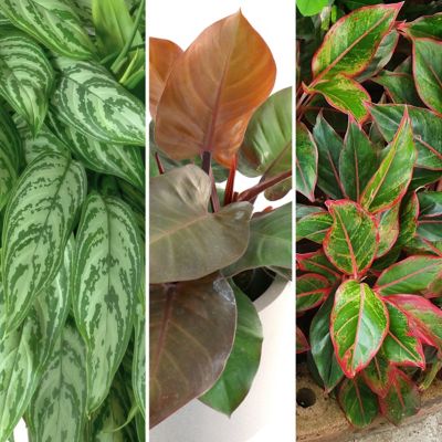 National Plant Network 6 in. SpaceScape Tropical Lush Collection (3 pk ...