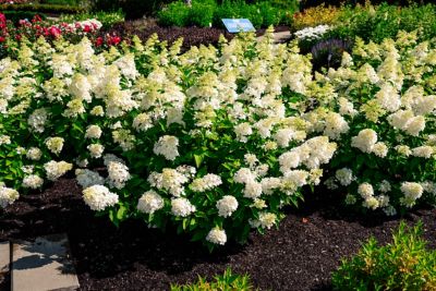 Bloomin' Easy Jumbo Pint Potted Bouncy Hardy Hydrangea Plant at Tractor ...