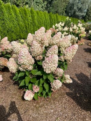 Bloomin' Easy Jumbo Pint Potted Bouncy Hardy Hydrangea Plant at Tractor ...