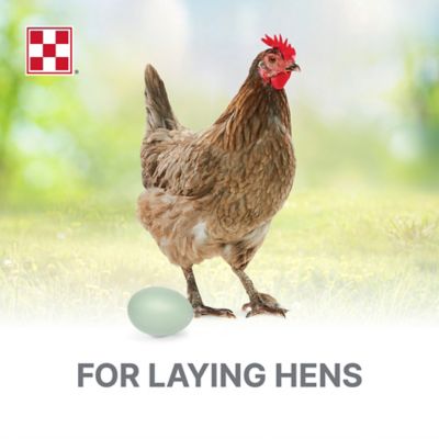 Purina Layena Layer Crumbles Chicken Feed, 50 lb. Bag at Tractor Supply Co.