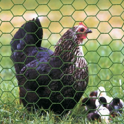 Garden Craft 36in H x 25ft L Green Vinyl Poultry Netting with 1in ...