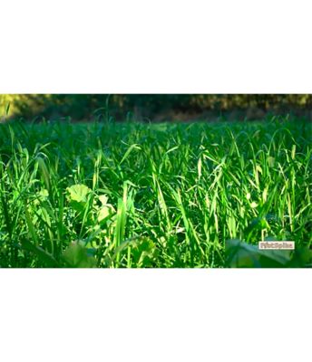 PlotSpike Forage Feast Deer Food Plot Seed, 40 lb. at Tractor Supply Co.