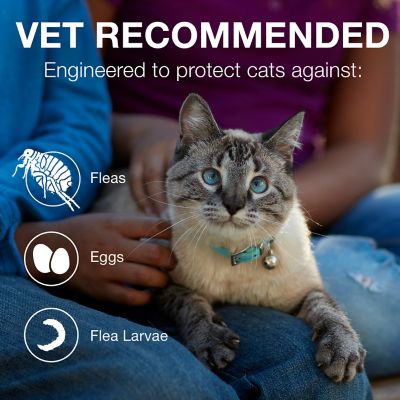 Advantage II Small Cat Vet-Recommended Flea Treatment and Prevention ...