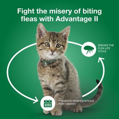 Advantage II Small Cat Vet-Recommended Flea Treatment and Prevention ...