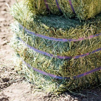 Unbranded Standlee Premium Western Forage Timothy Grass Compressed Hay ...