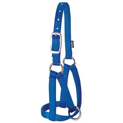 Weaver Livestock Nylon Criss-Cross Goat Halter, 3/4 in. at Tractor ...