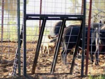 3-Door Hog Trapping Gate, 4 ft. x 4 ft. x 3 ft. at Tractor Supply Co.