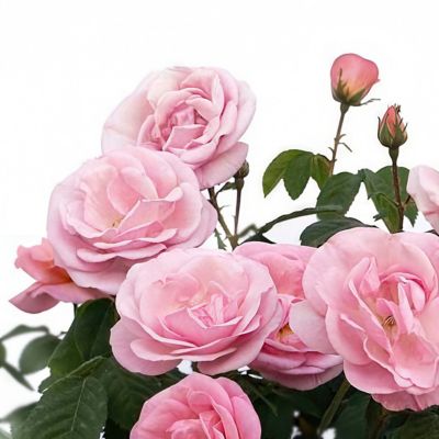 National Plant Network 1 gal. Rose Knockout Peachy