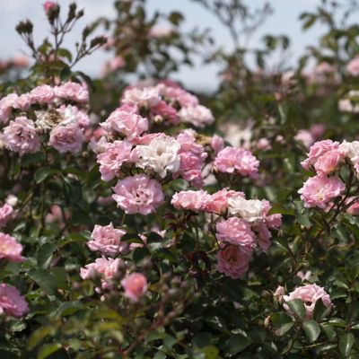 National Plant Network 3 gal. Rose Blushing Drift
