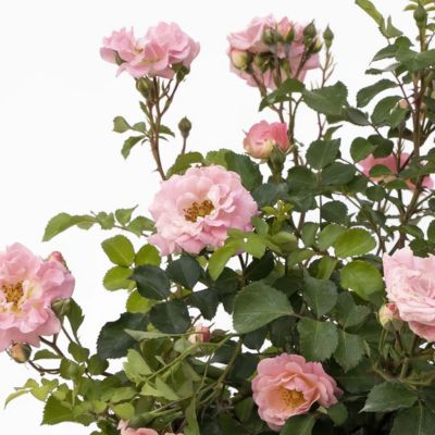 National Plant Network 3 gal. Rose Blushing Drift