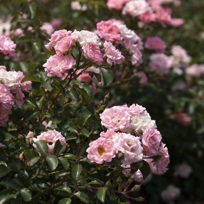 National Plant Network 3 gal. Rose Blushing Drift