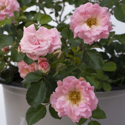 National Plant Network 3 gal. Rose Blushing Drift