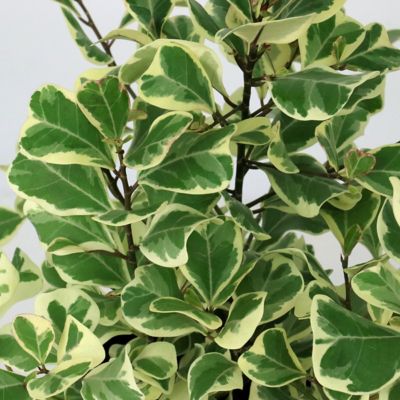 National Plant Network 6 in. Ficus Triangularis