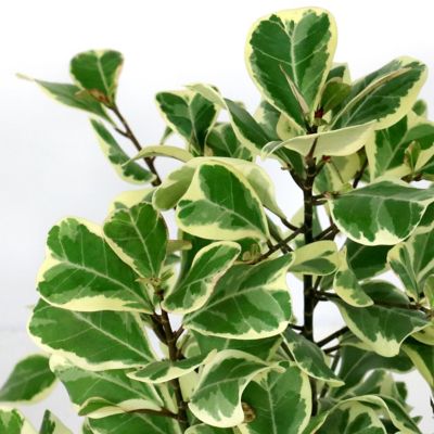 National Plant Network 6 in. Ficus Triangularis