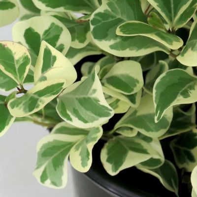 National Plant Network 6 in. Ficus Triangularis