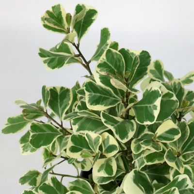 National Plant Network 6 in. Ficus Triangularis