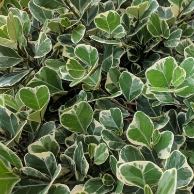 National Plant Network 6 in. Ficus Triangularis