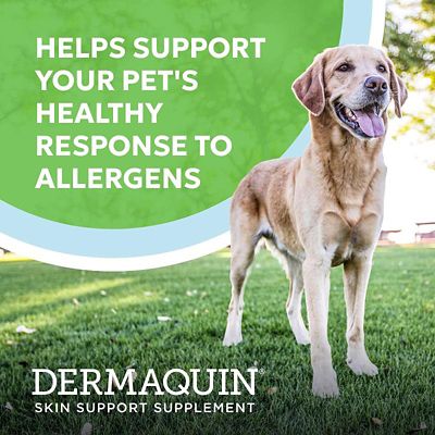 Dermaquin Skin Support Supplement for Large Dogs, 60 Soft Chews at ...