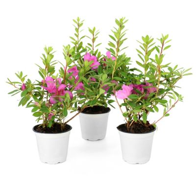 National Plant Network 4 in. Azalea FlorAmore Lavender, 3 pk. at ...